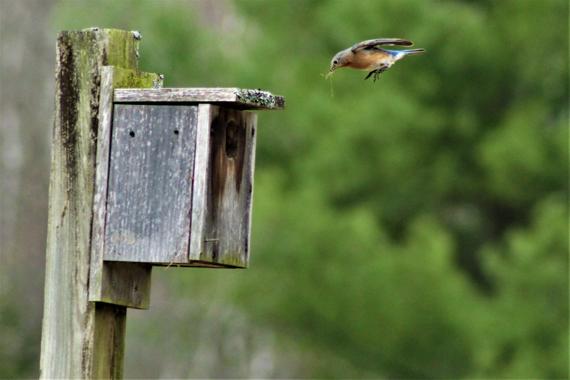 NestWatch Season Wrap-Up 2020 - Nature Blog