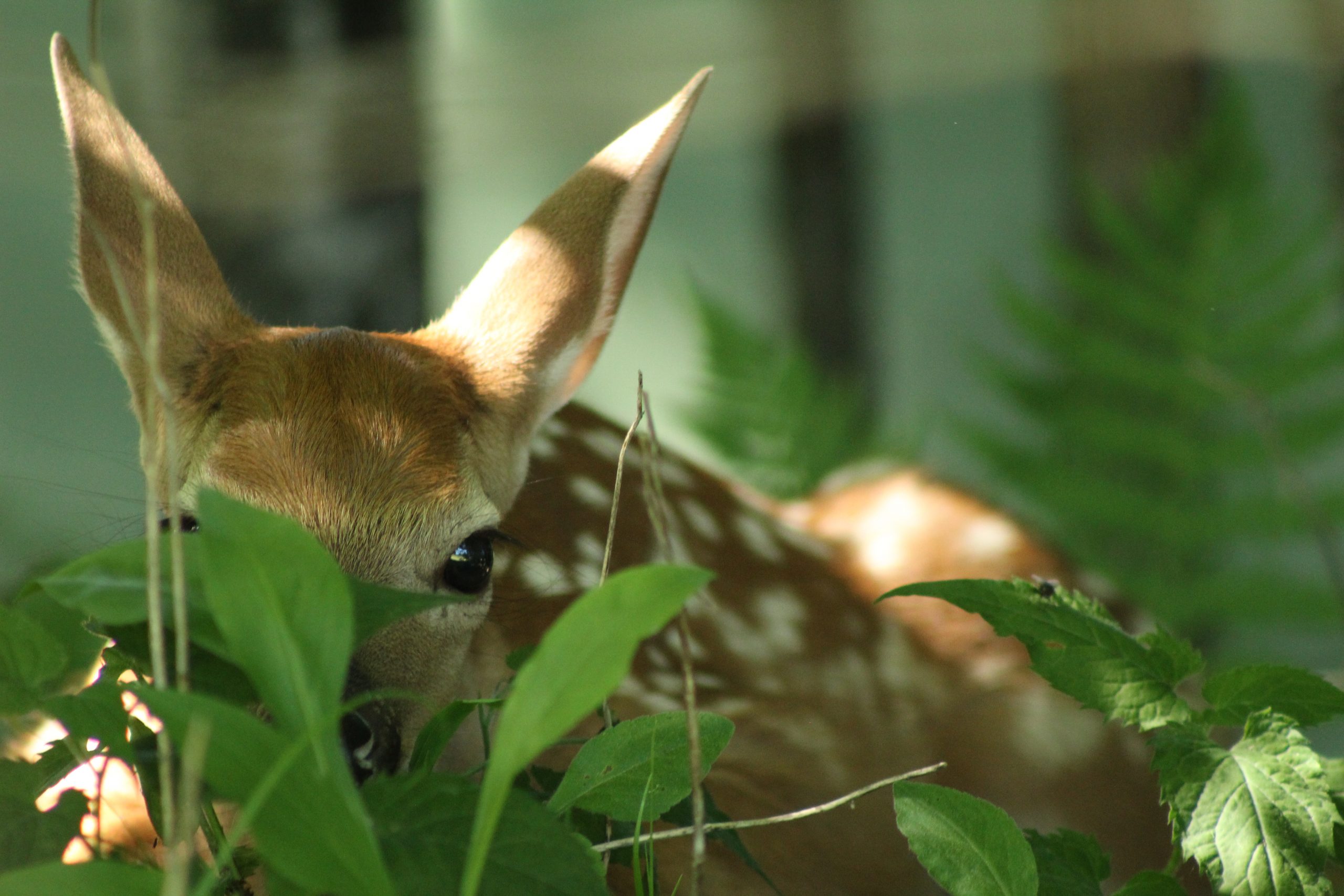 Using Game Cameras for Research - Nature Blog