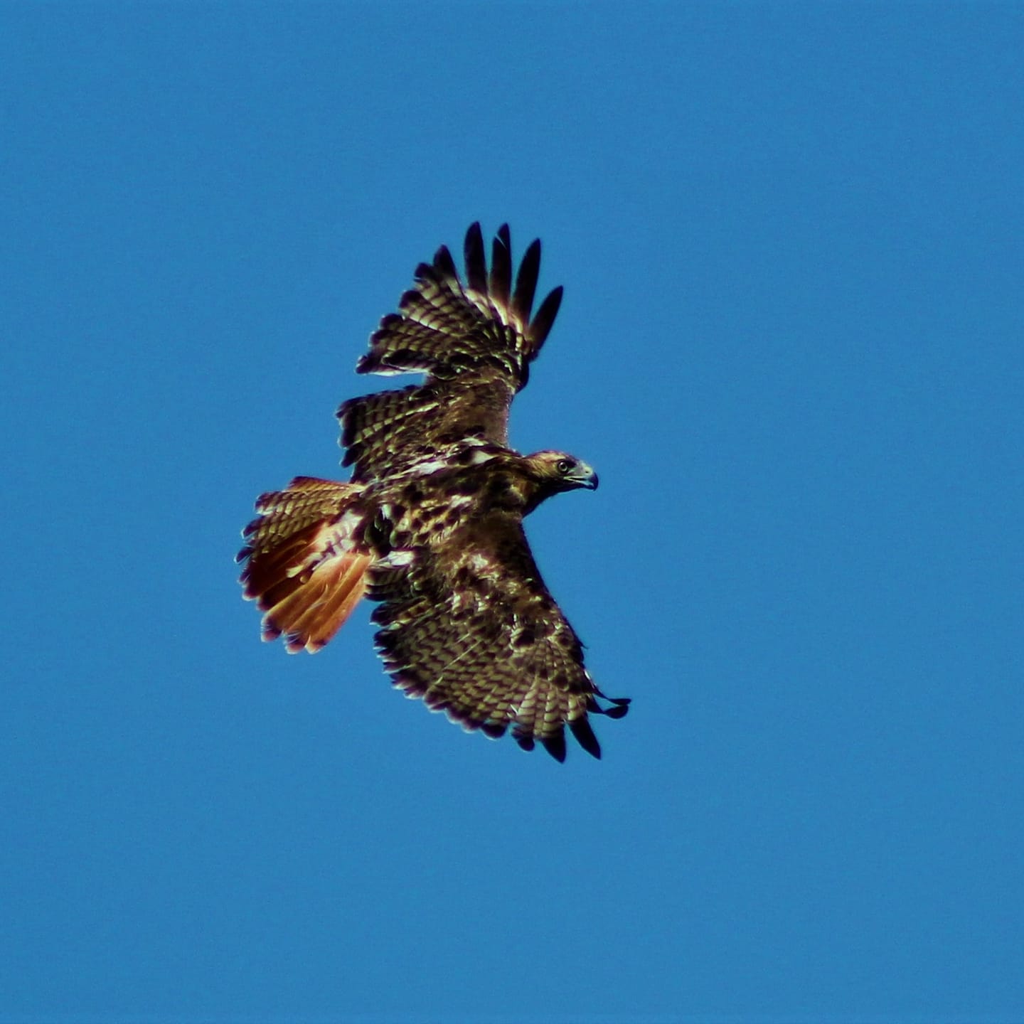 Winter Raptor Research in Addison County - Nature Blog