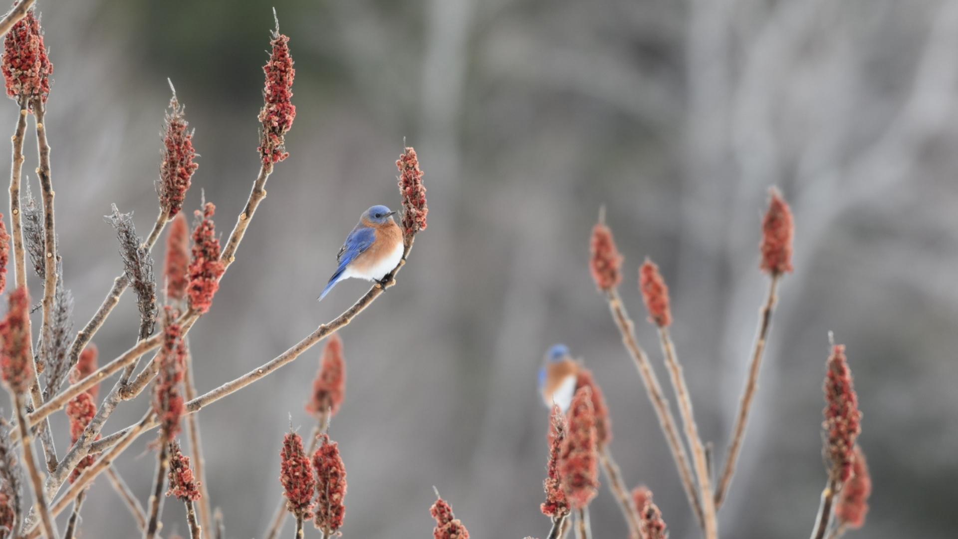 Staghorn Sumac: A Winter Oasis - Nature Blog