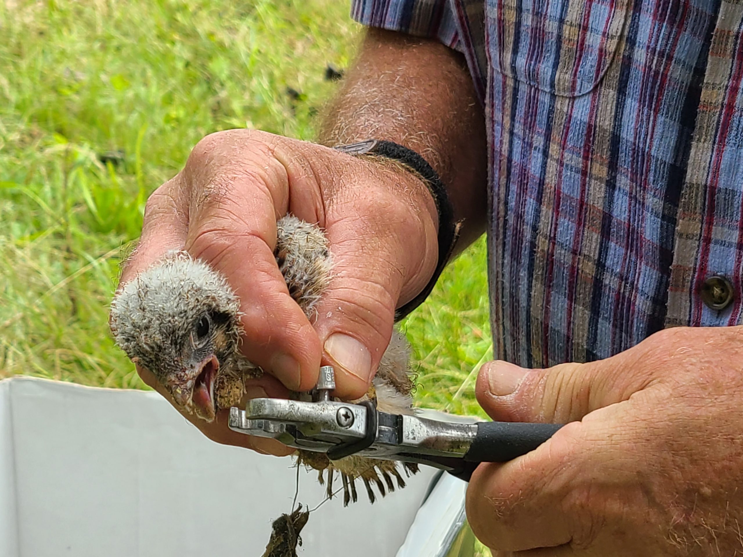 American Kestrel Monitoring - Nature Blog