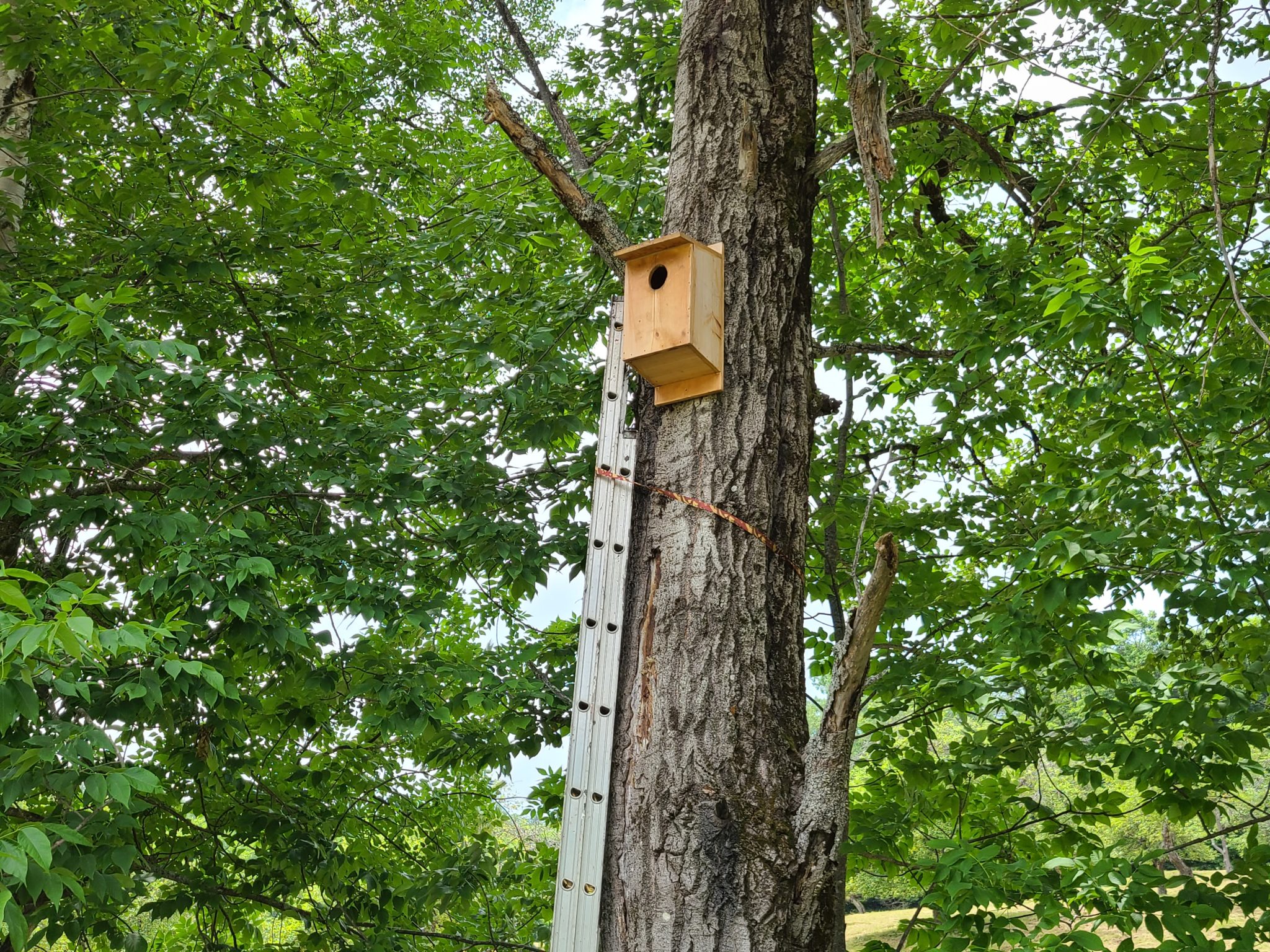 American Kestrel Monitoring - Nature Blog