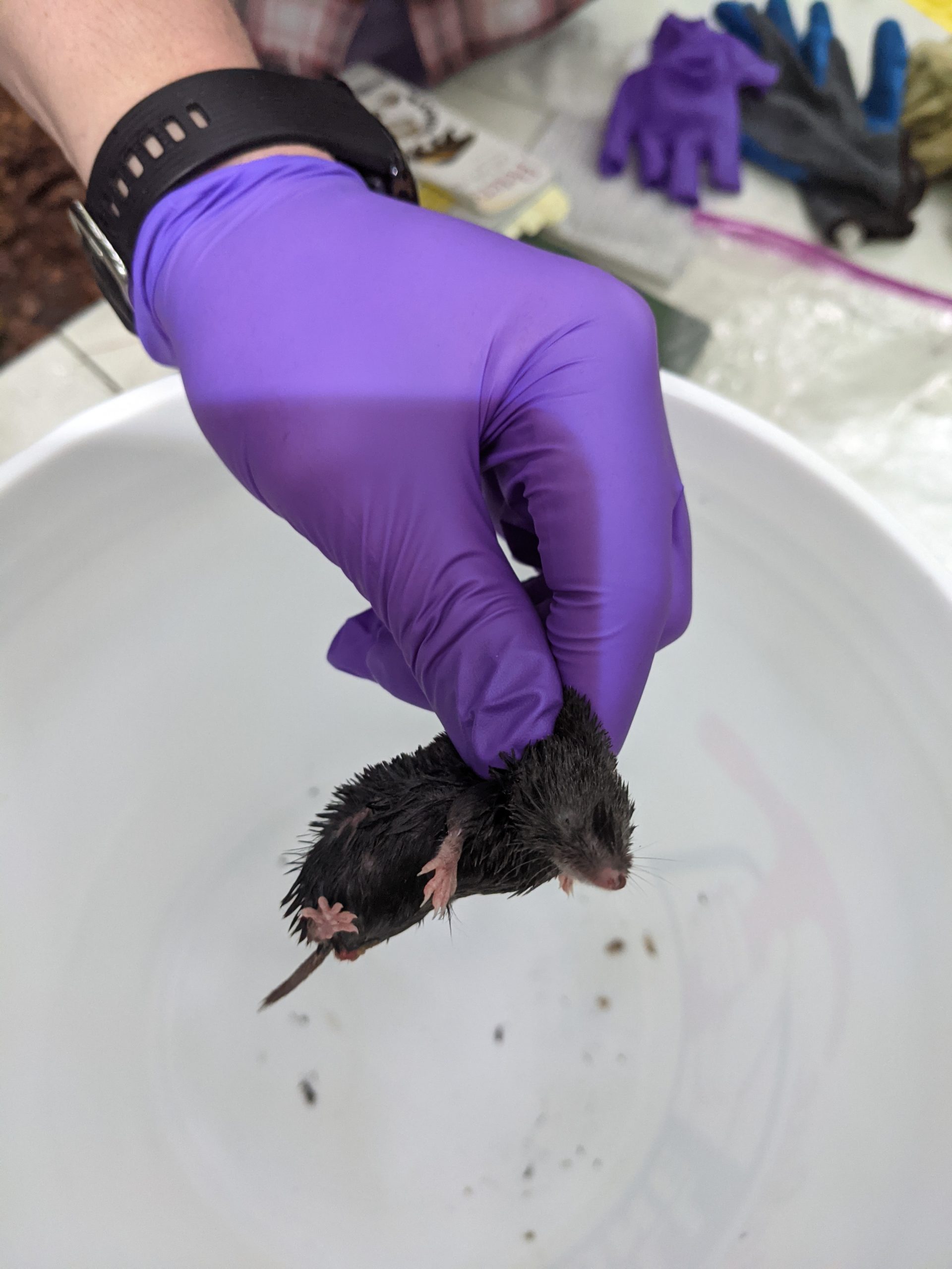 Tick Research Updates From the Field - Season Wrap Up - Nature Blog