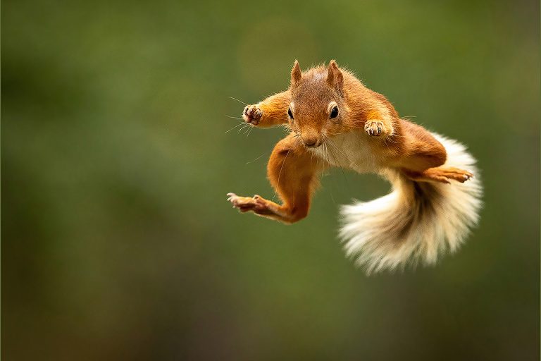 Flying Squirrel Vocalizations Nature Blog flying-squirrel-vocalizations-nature-blog
