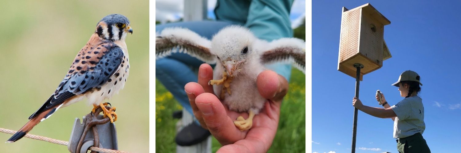 American Kestrel Nest Boxes - Nature Blog