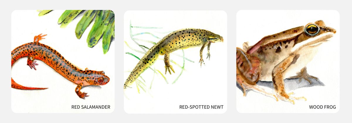 Amphibians: Why Are They So Important? - Nature Blog