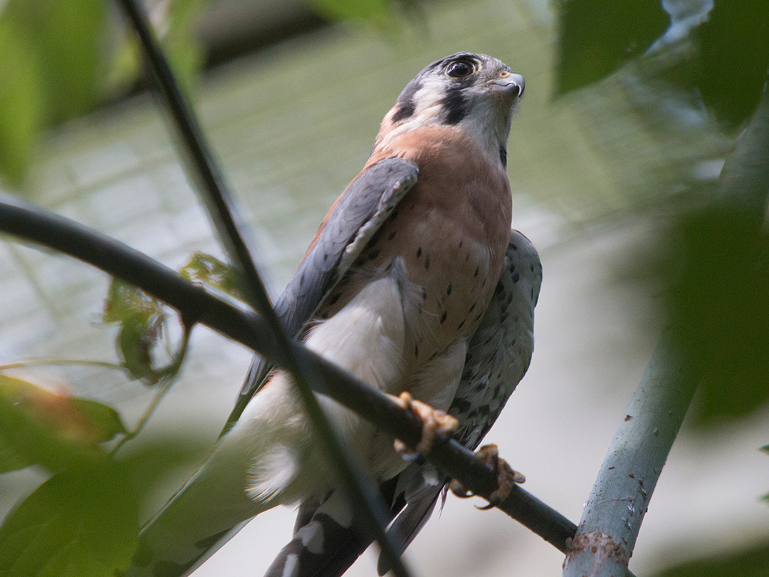 Saying Goodbye to Montgomery - Nature Blog